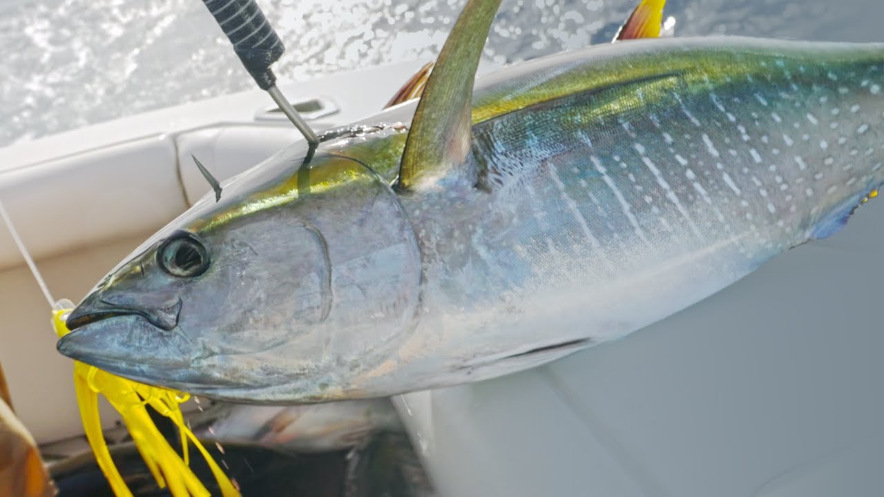 A Simple Guide to November Fishing Cabo San Lucas